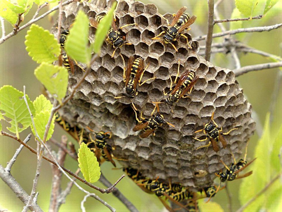 Pest Maintenance Services | GENERAL EXTERMINATING, ERIE PA